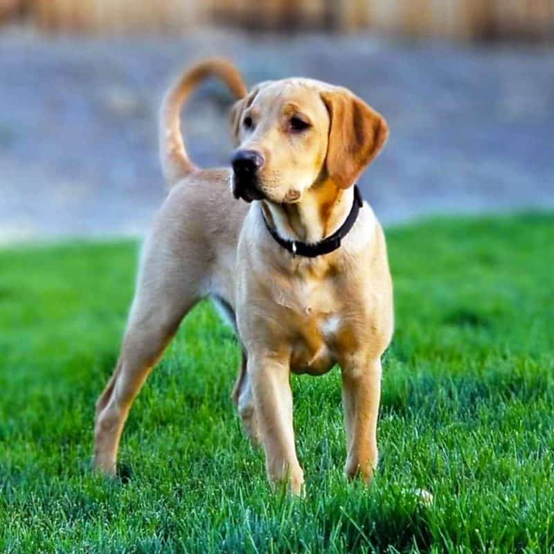 Photo Gallery & Reviews – Bell's Labradors