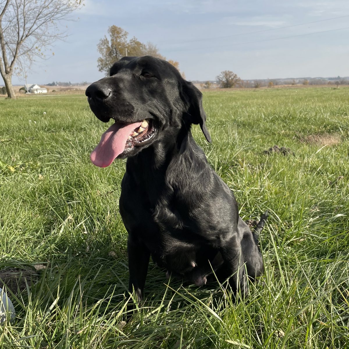 Bell's Labradors – Purebred Labrador Retrievers