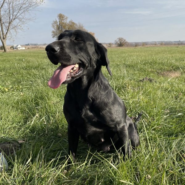 Bell's Labradors – Purebred Labrador Retrievers