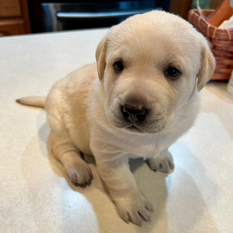 Bell's Labradors – Purebred Labrador Retrievers