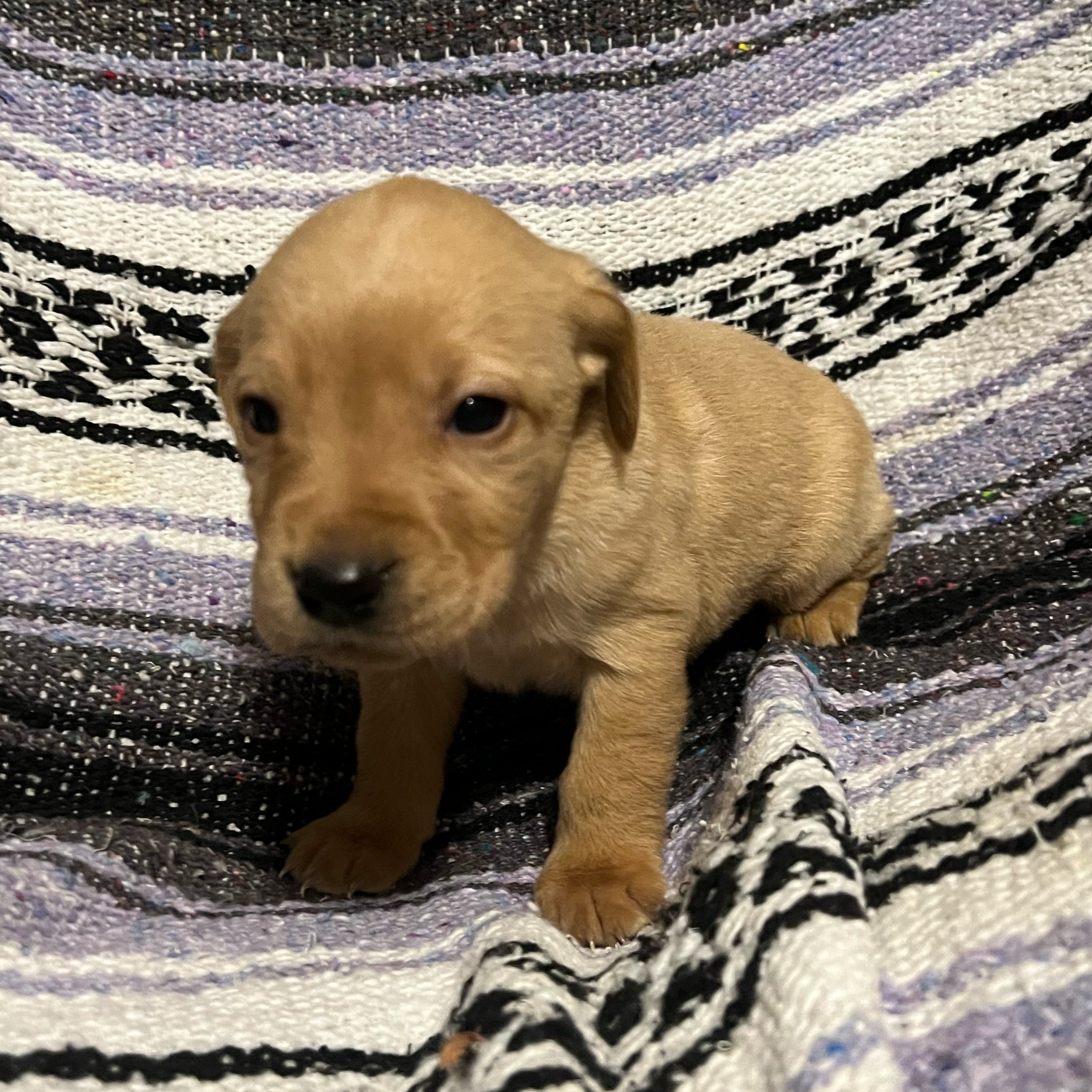 Bell's Labradors – Purebred Labrador Retrievers