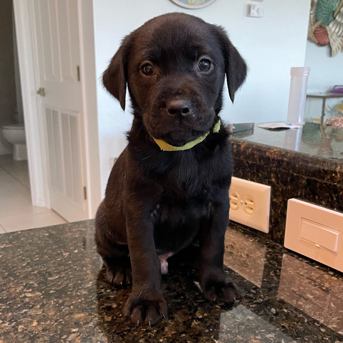 Bell's Labradors – Purebred Labrador Retrievers