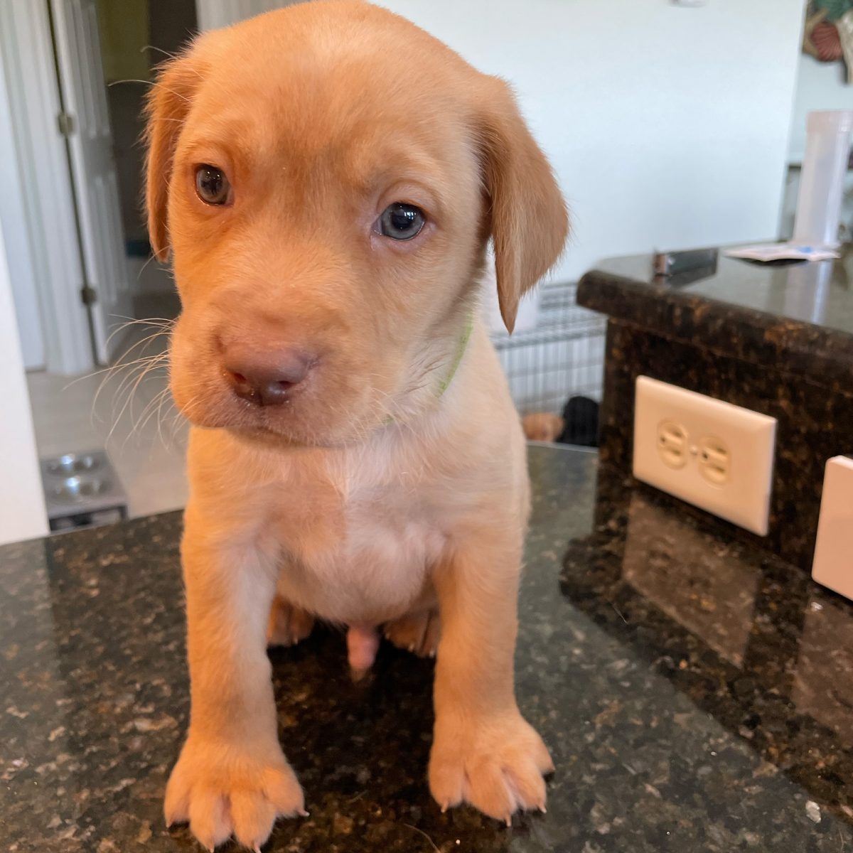 Bell's Labradors – Purebred Labrador Retrievers