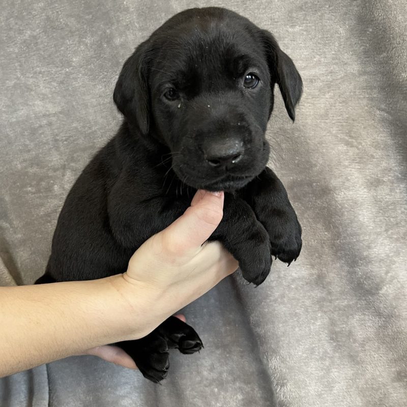 Bell's Labradors – Purebred Labrador Retrievers