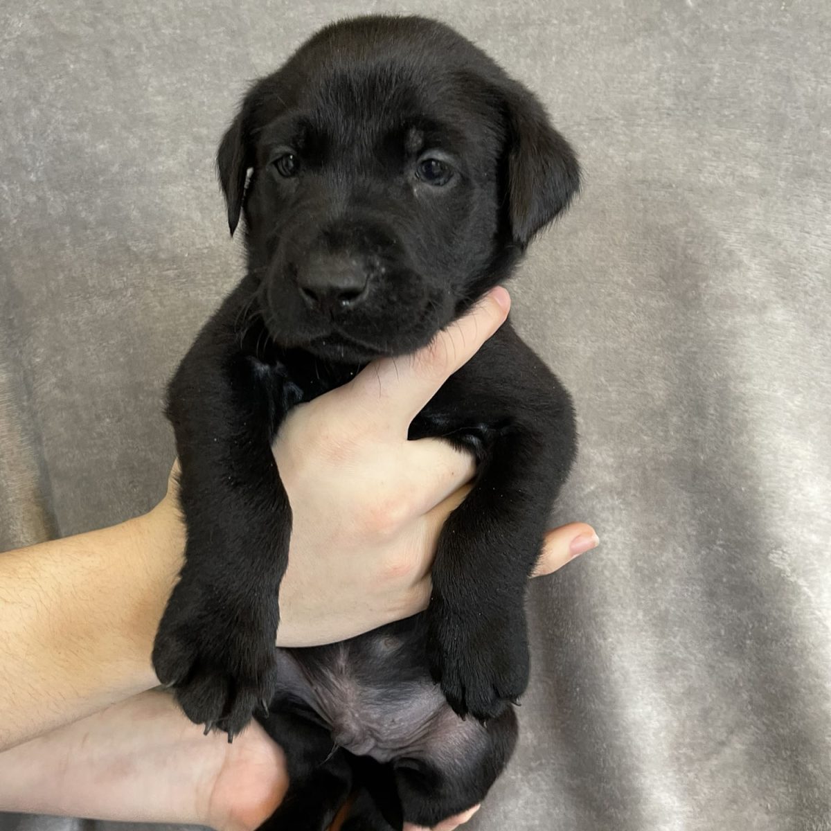 Bell's Labradors – Purebred Labrador Retrievers