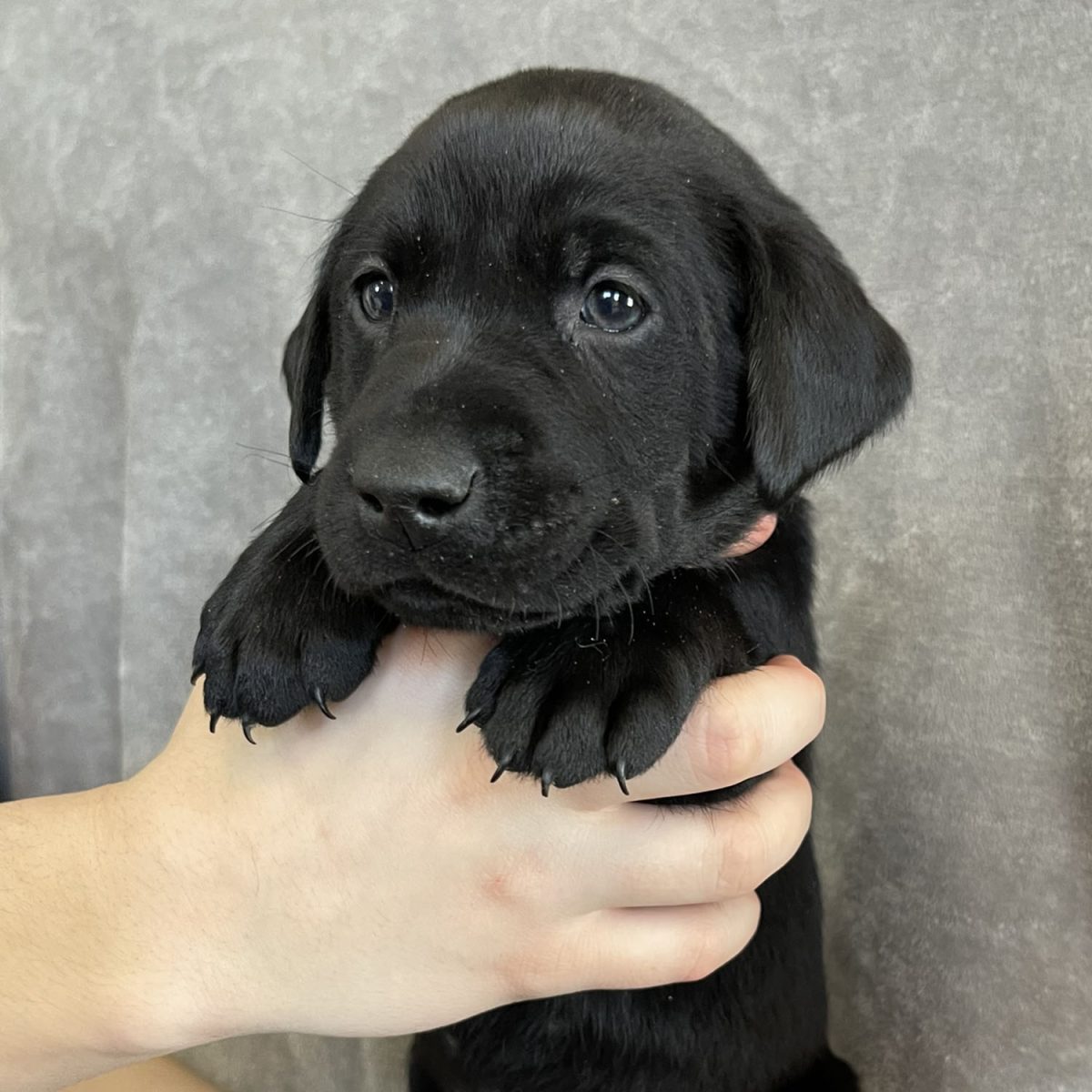 Bell's Labradors – Purebred Labrador Retrievers