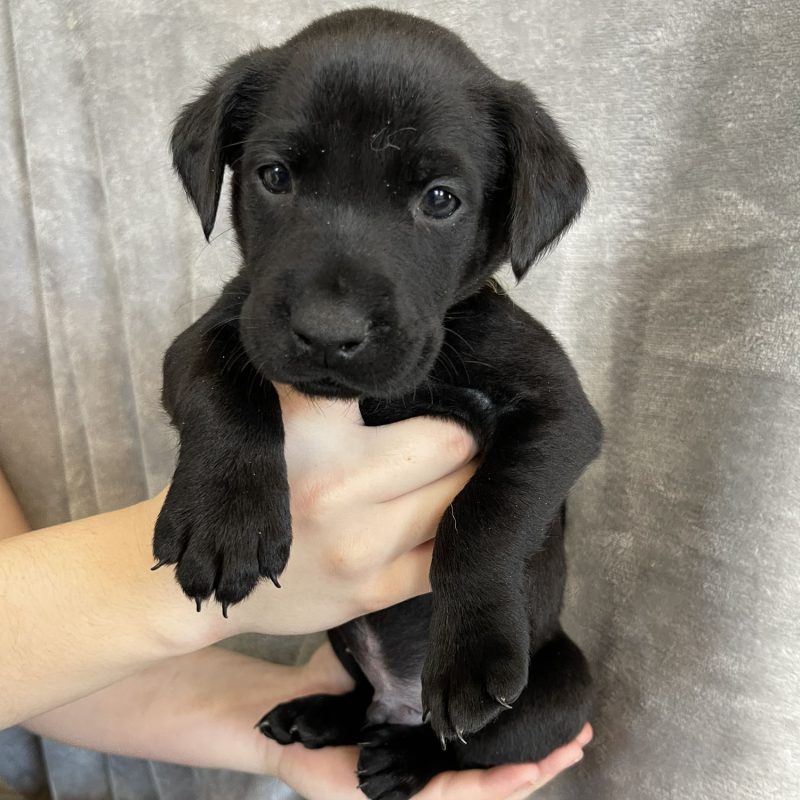 Bell's Labradors – Purebred Labrador Retrievers