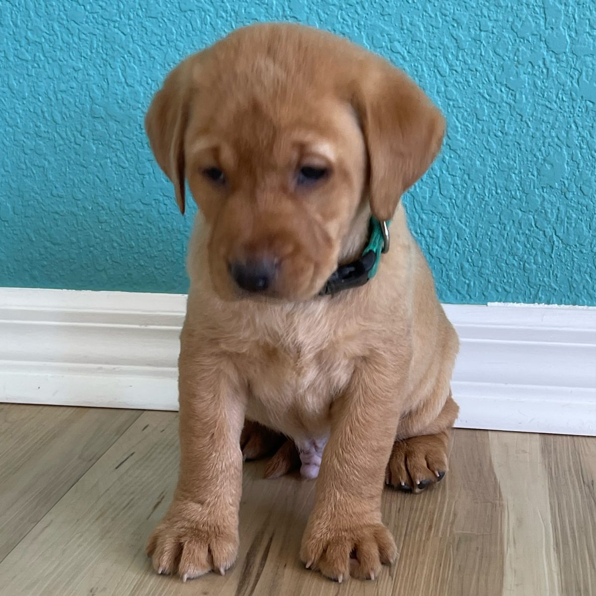 Bell's Labradors – Purebred Labrador Retrievers