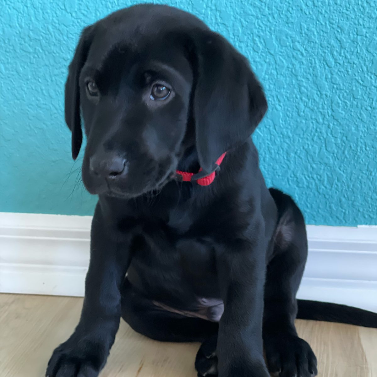 Bell's Labradors – Purebred Labrador Retrievers