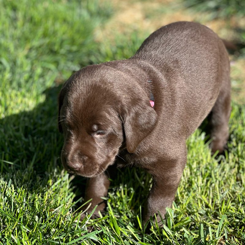 Bell's Labradors – Purebred Labrador Retrievers