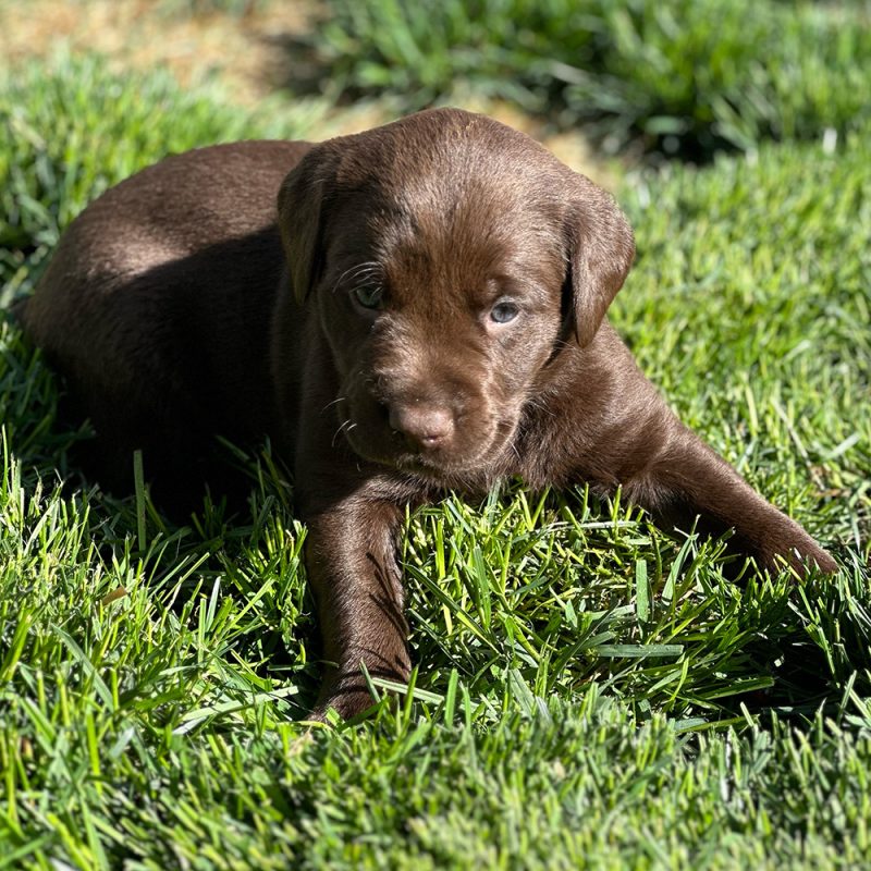 Bell's Labradors – Purebred Labrador Retrievers