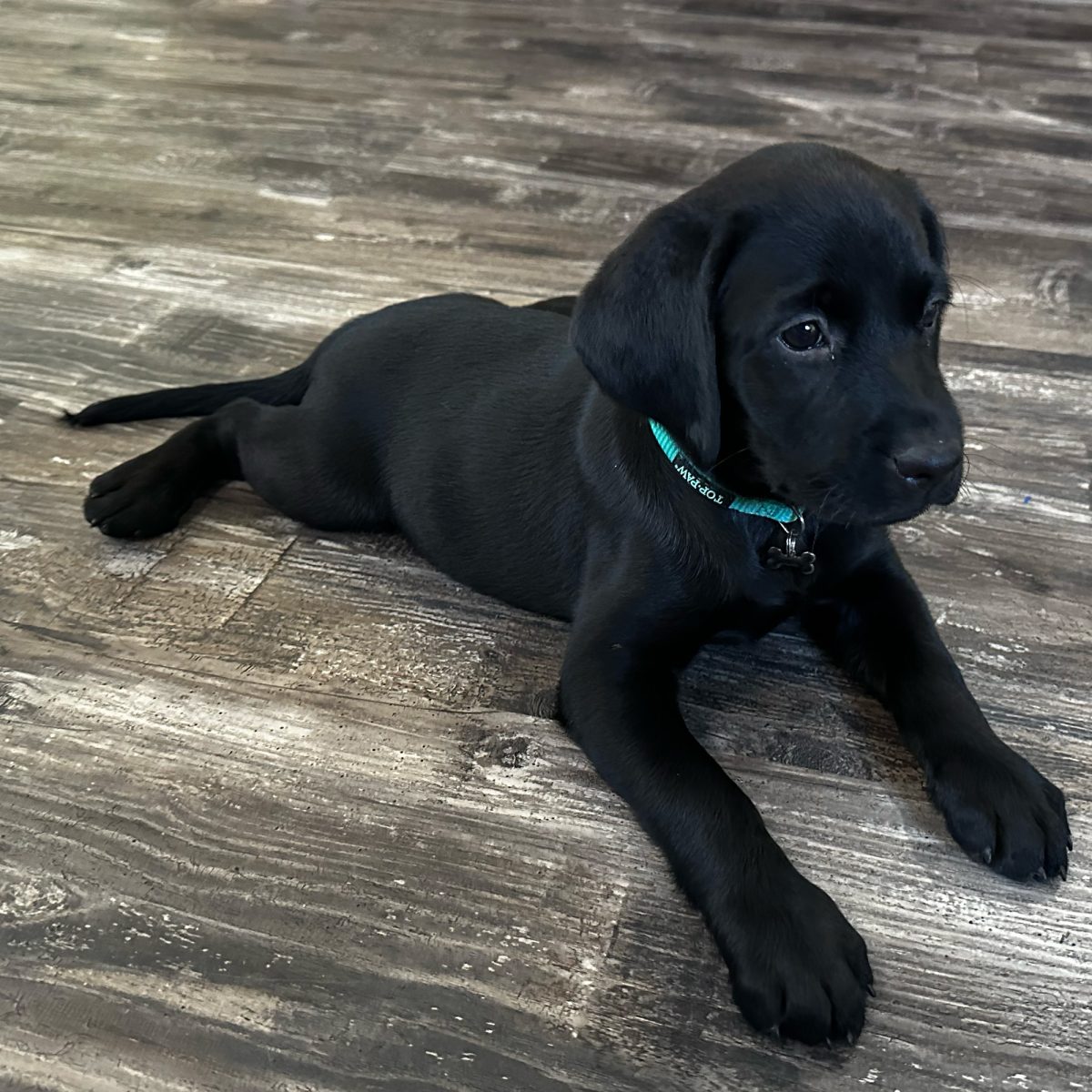 Bell's Labradors – Purebred Labrador Retrievers