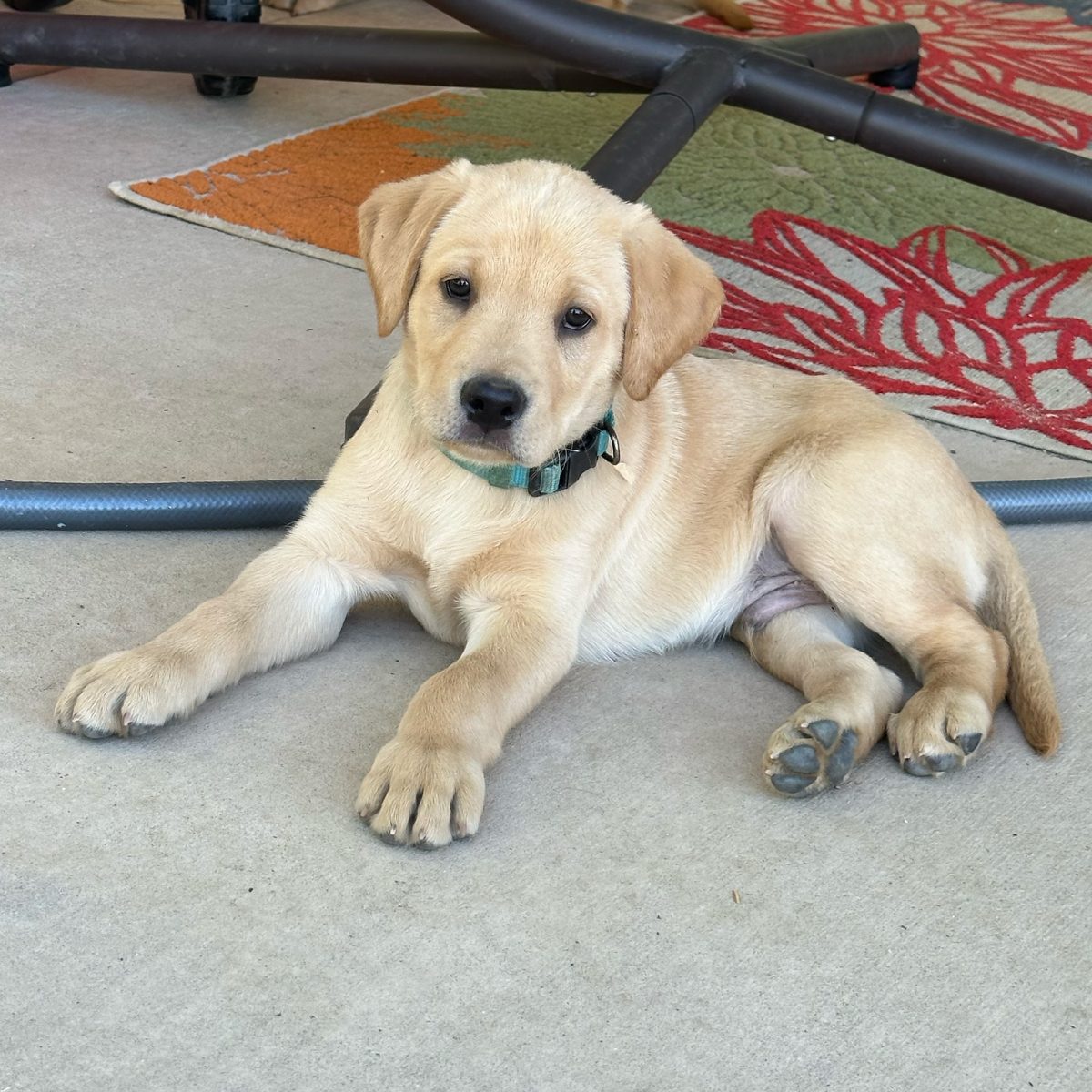 Bell's Labradors – Purebred Labrador Retrievers