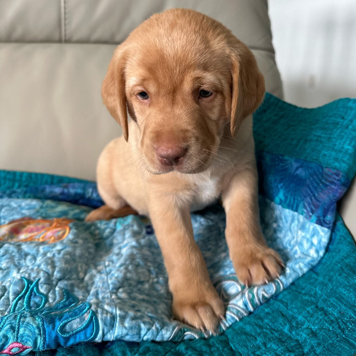 Bell's Labradors – Purebred Labrador Retrievers