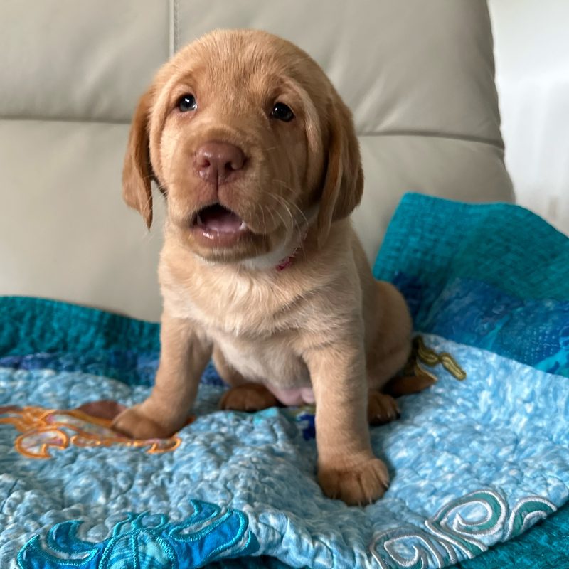 Bell's Labradors – Purebred Labrador Retrievers