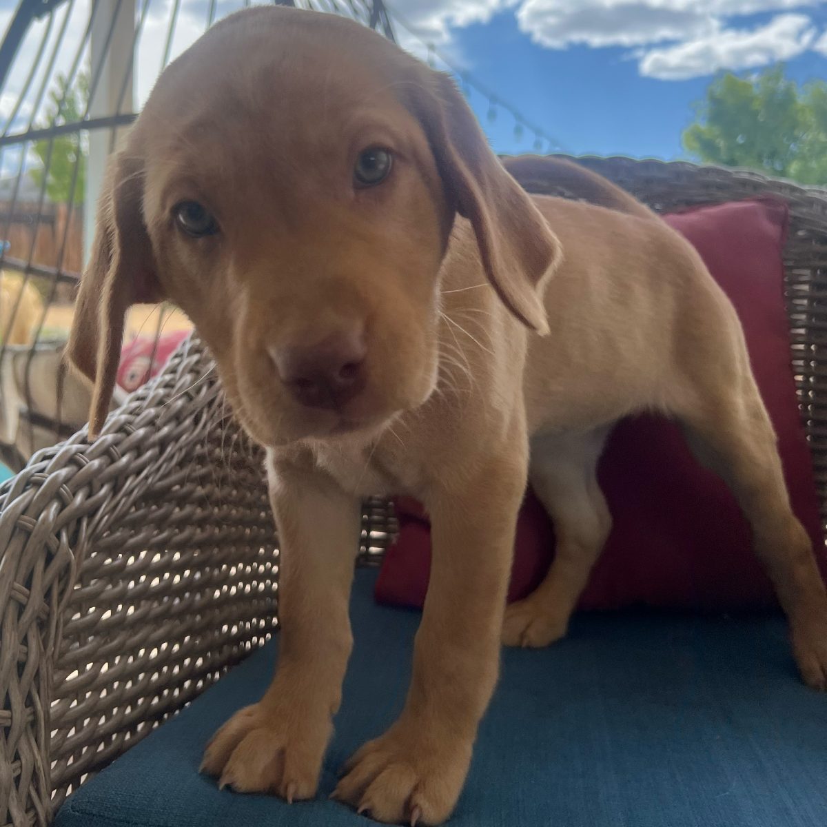 Bell's Labradors – Purebred Labrador Retrievers