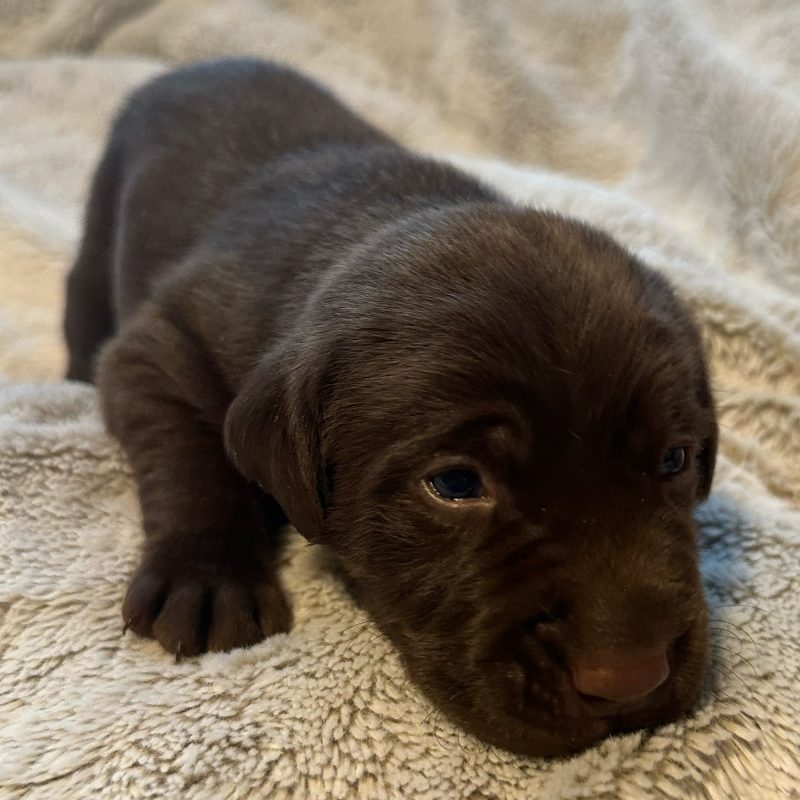 Bell's Labradors – Purebred Labrador Retrievers