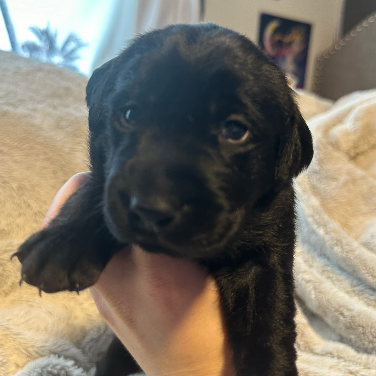 Bell's Labradors – Purebred Labrador Retrievers