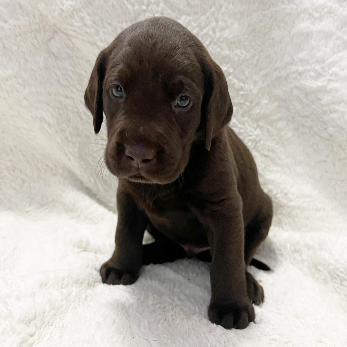 Bell's Labradors – Purebred Labrador Retrievers