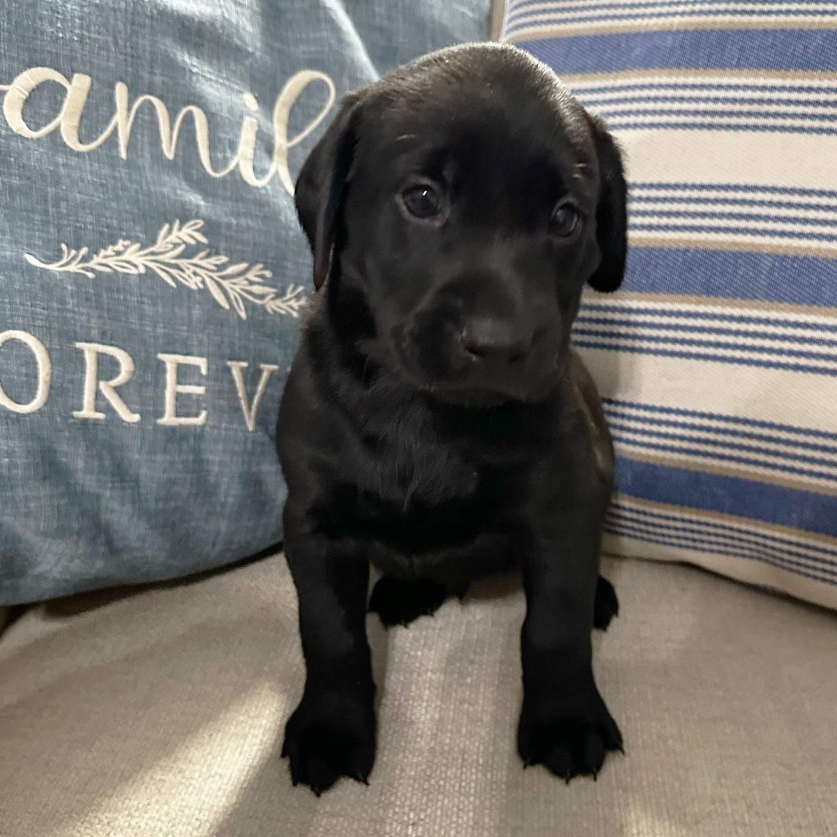 Bell's Labradors – Purebred Labrador Retrievers