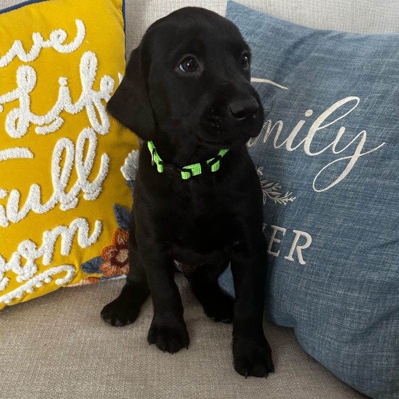 Bell's Labradors – Purebred Labrador Retrievers