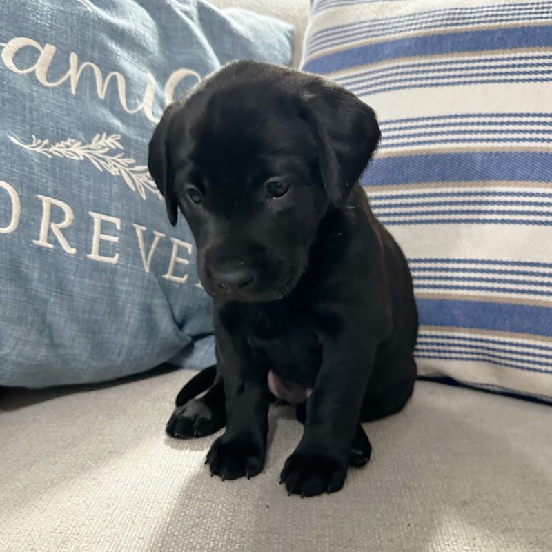 Bell's Labradors – Purebred Labrador Retrievers