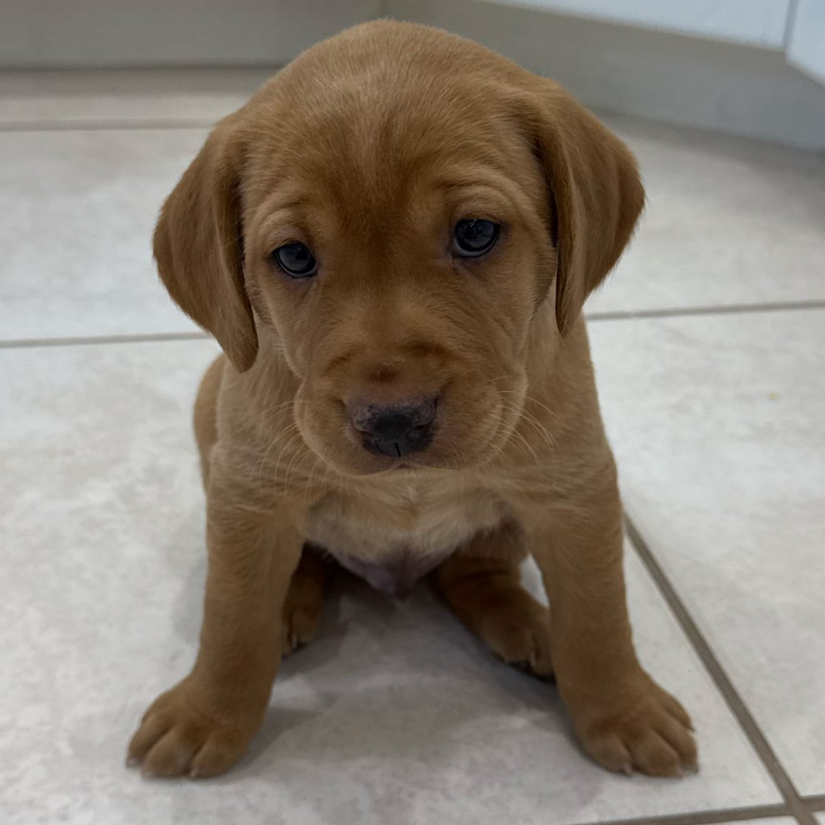 Bell's Labradors – Purebred Labrador Retrievers