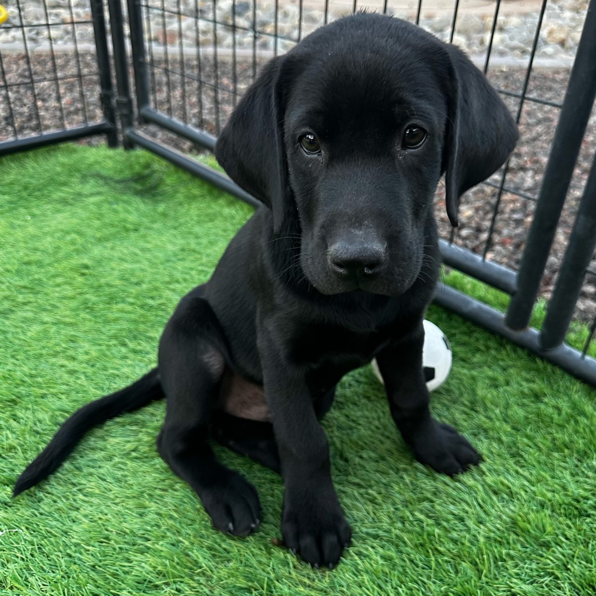 Bell's Labradors – Purebred Labrador Retrievers