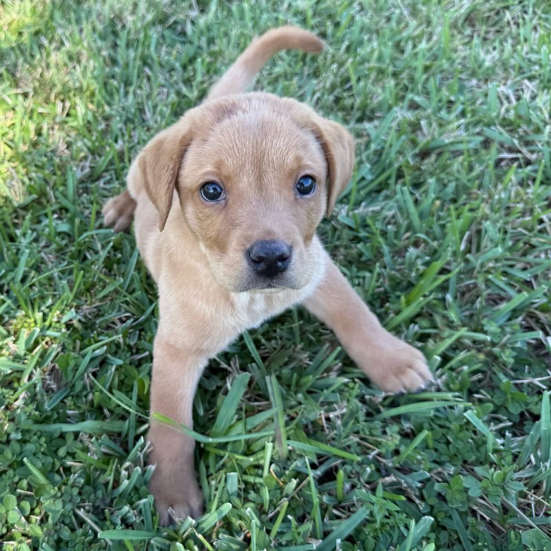 Bell's Labradors – Purebred Labrador Retrievers